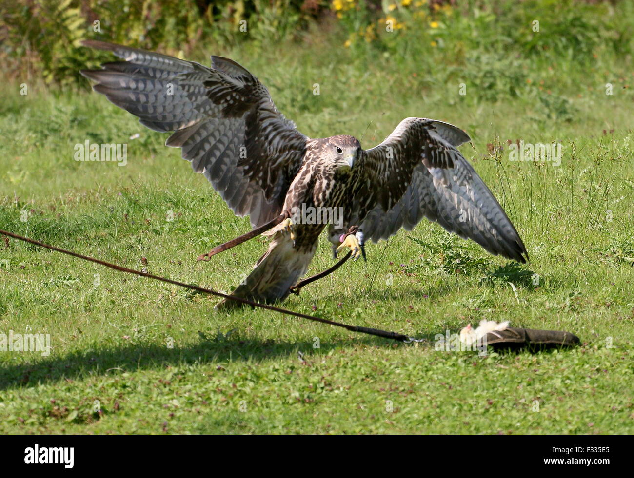 Falcon Claw High Resolution Stock Photography and Images - Alamy
