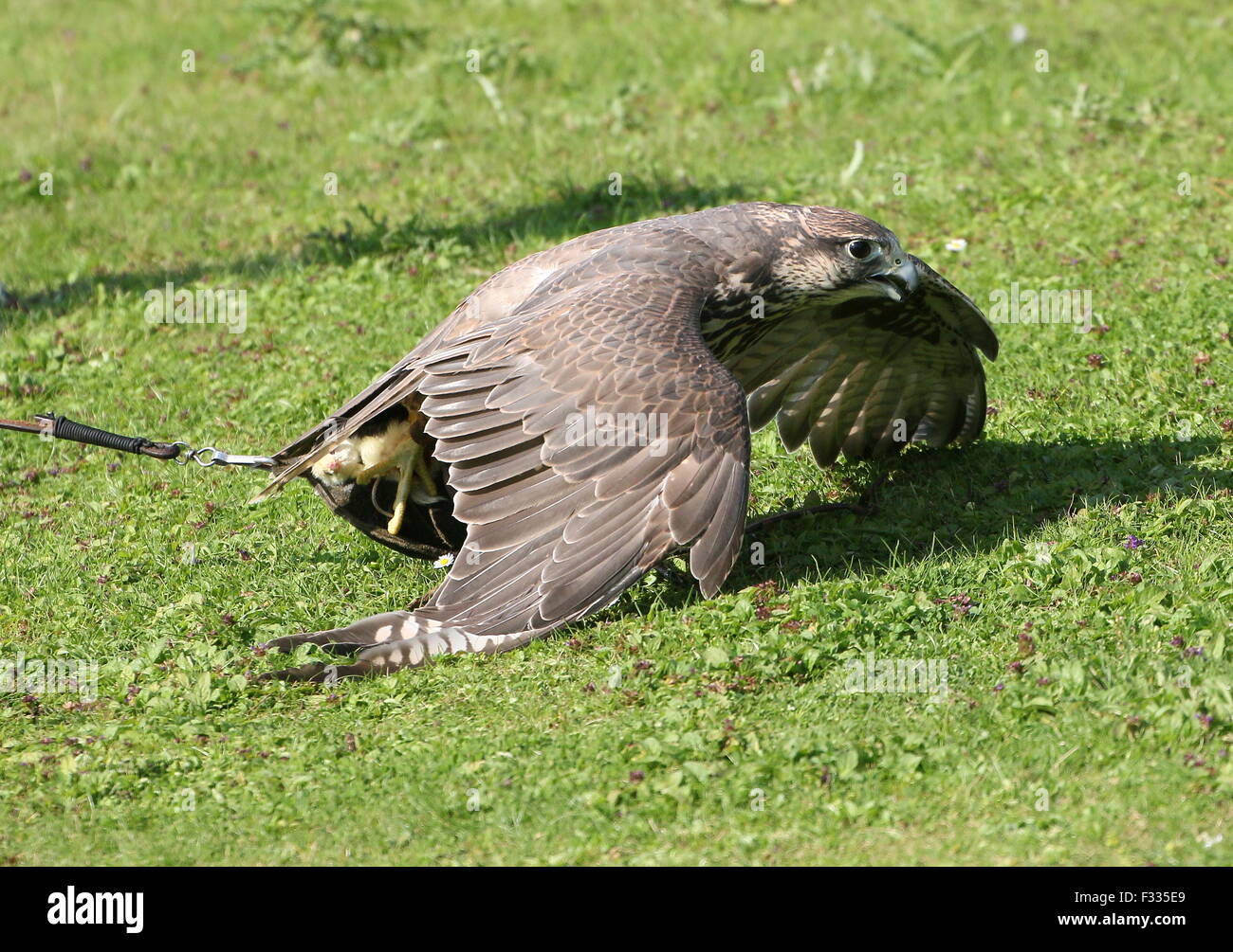 Falcon on the lure hi-res stock photography and images - Alamy