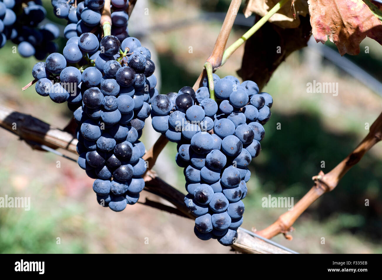 Lemberger vine hi-res stock photography and images - Alamy