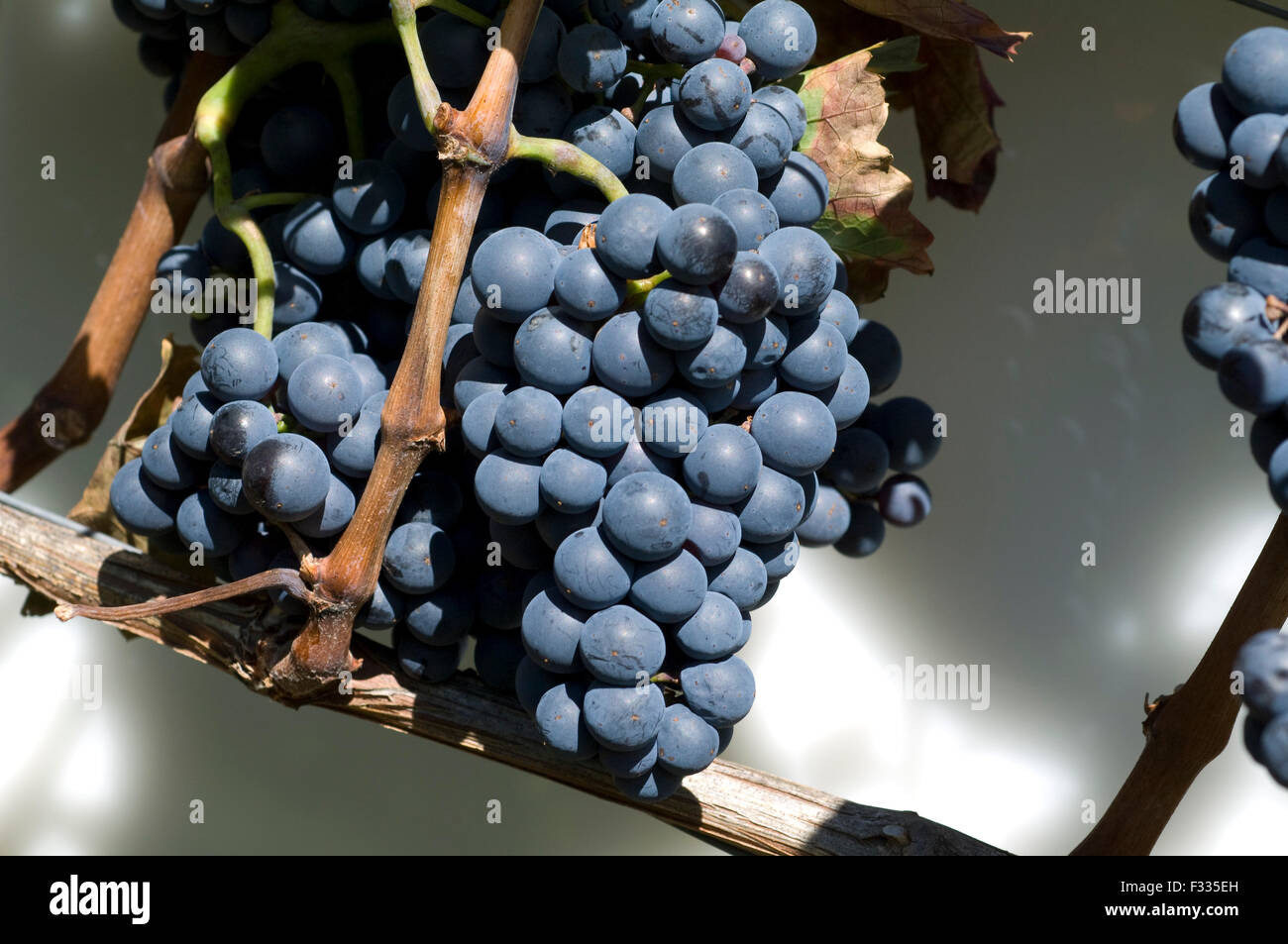 Lemberger vine hi-res stock photography and images - Alamy