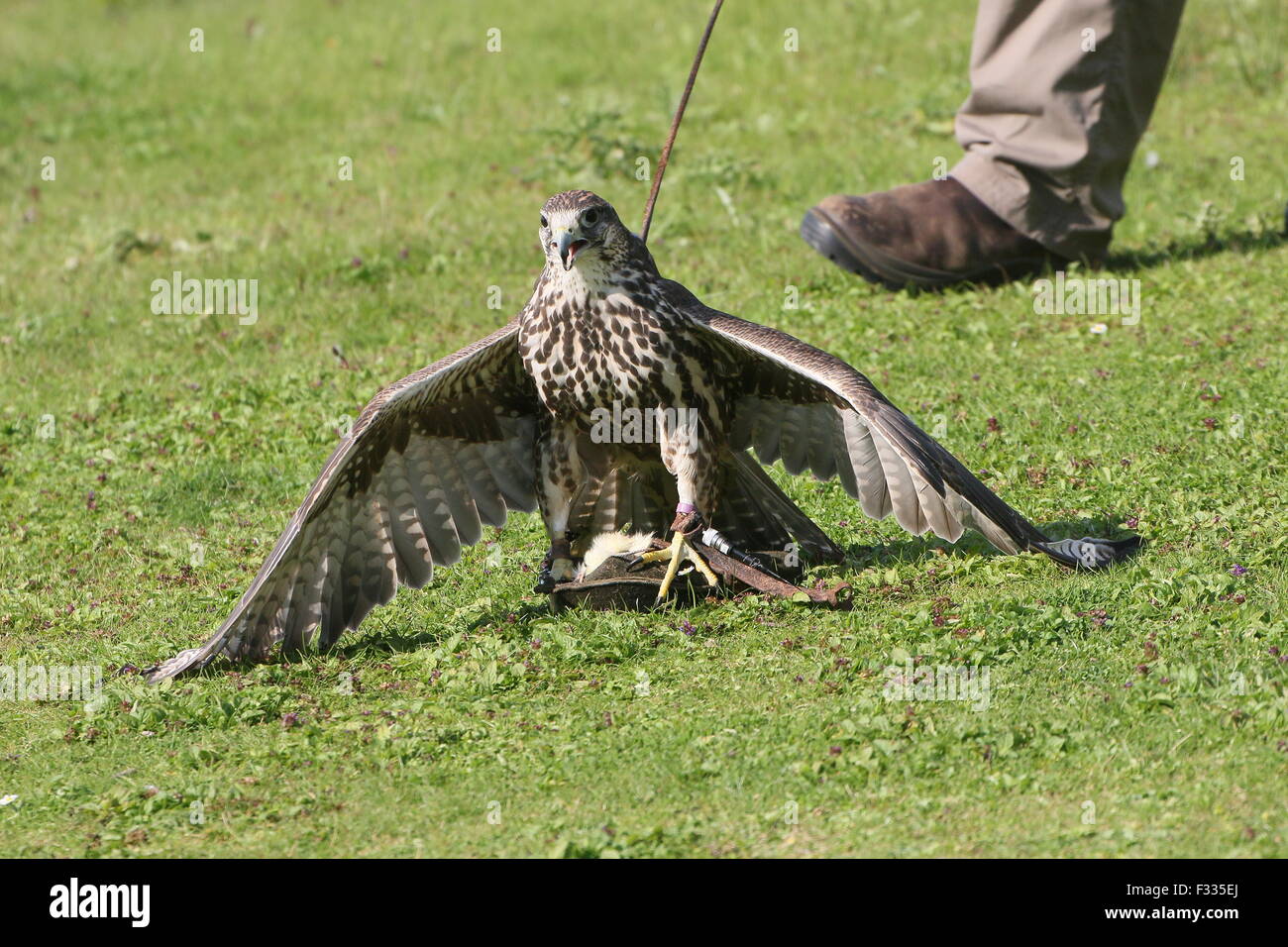 Falcons in asia hi-res stock photography and images - Alamy