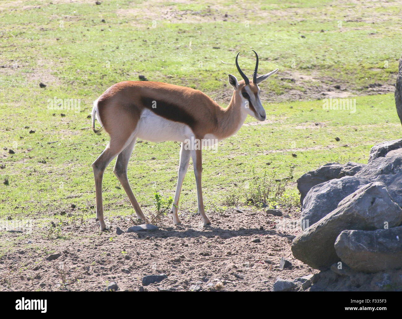 Springbok gacela saltarina hi-res stock photography and images - Alamy
