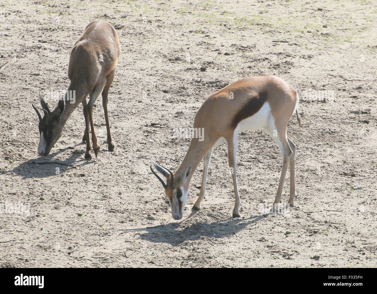 Springbok eating High Resolution Stock Photography and Images - Alamy