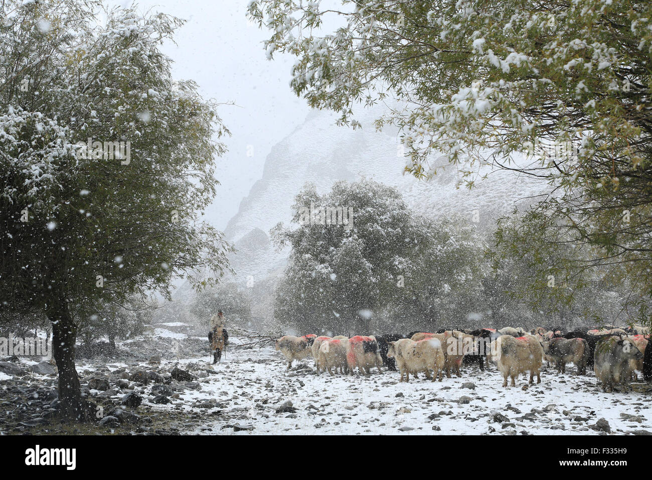 Bayingolin, China's Xinjiang Uygur Autonomous Region. 27th Sep, 2015. A ...