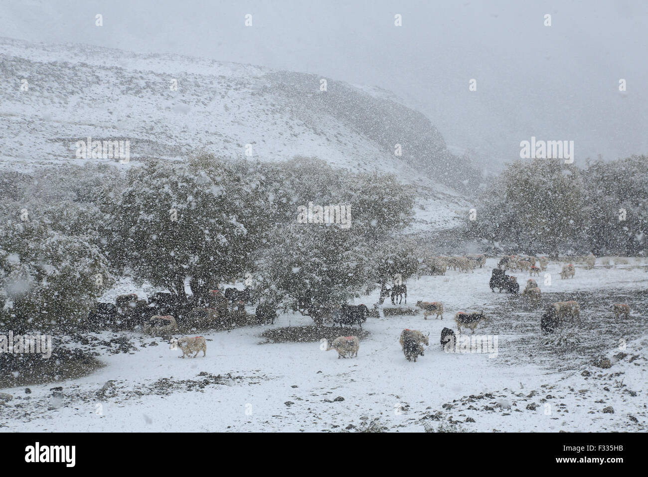 Bayingolin, China's Xinjiang Uygur Autonomous Region. 27th Sep, 2015. A ...