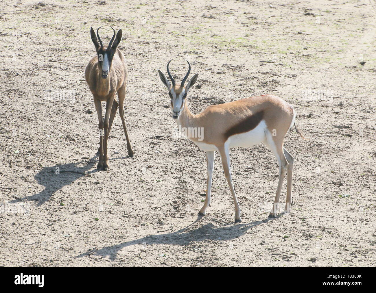 South African Springbok (Antidorcas marsupialis), a mature female and a ...