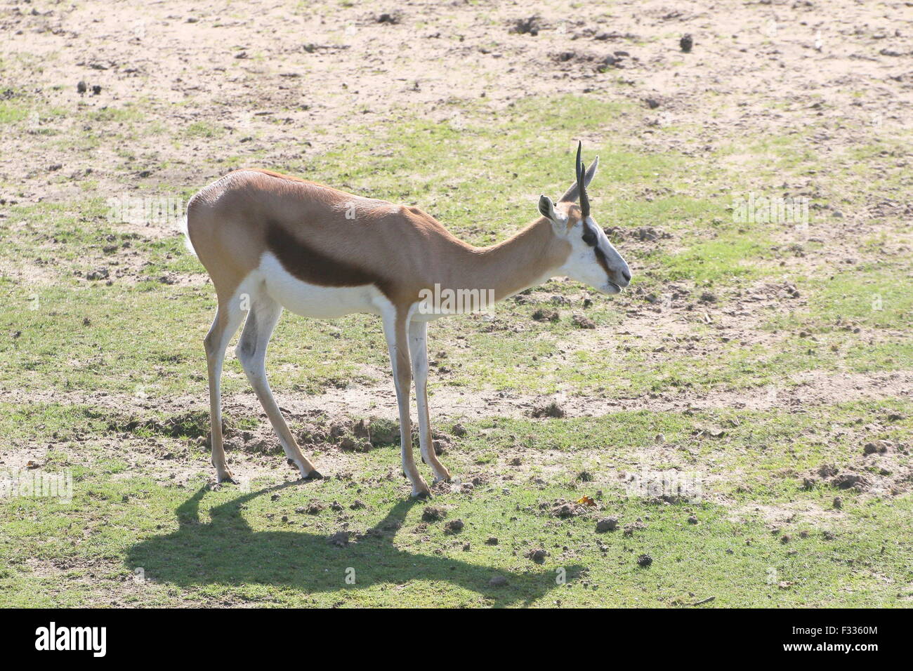 Springbok eating hi-res stock photography and images - Alamy
