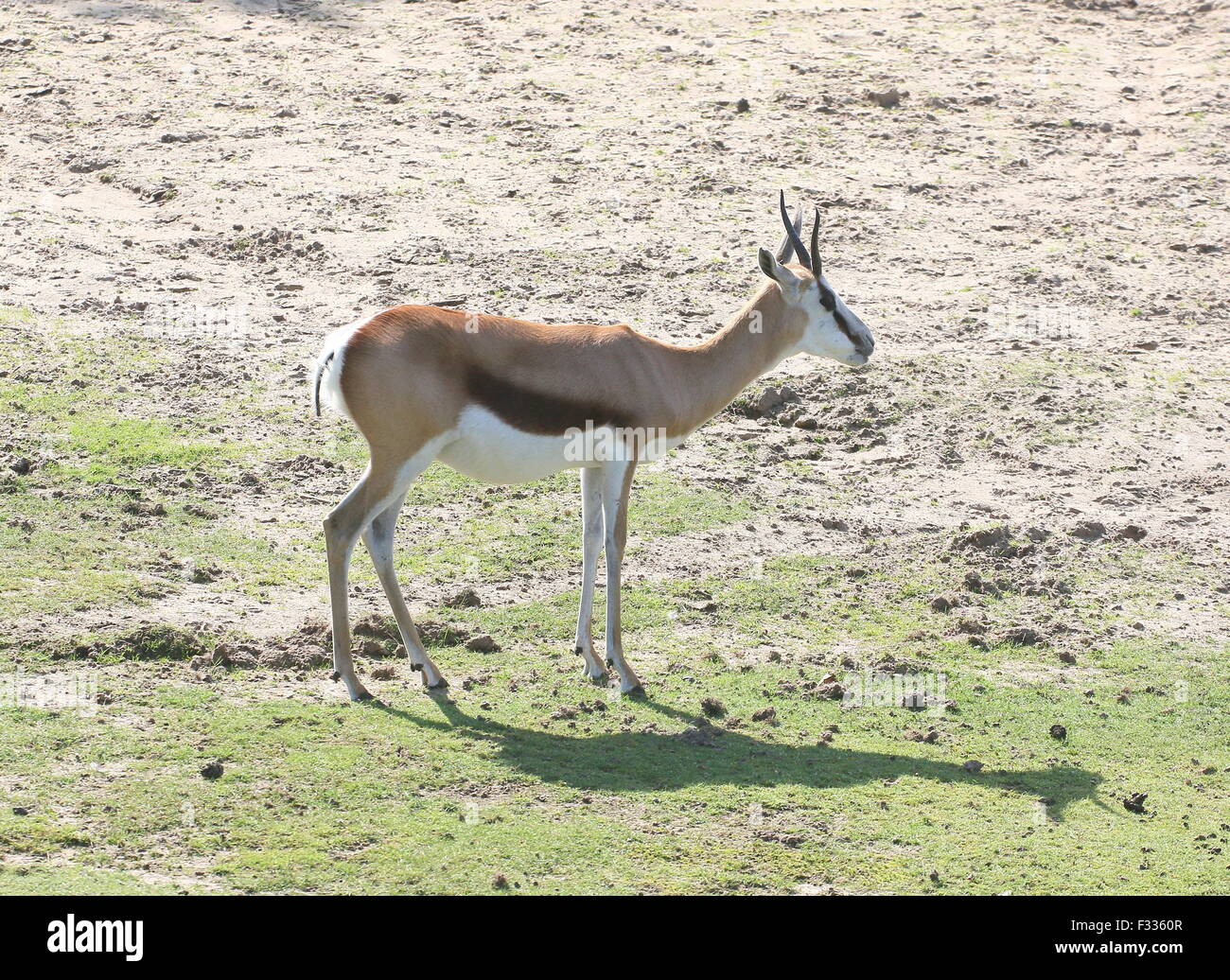 Grazing springboks hi-res stock photography and images - Alamy