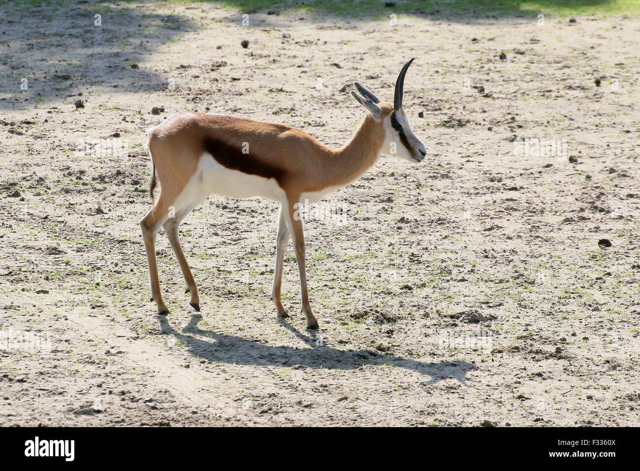 Male South African Springbok (Antidorcas marsupialis Stock Photo - Alamy