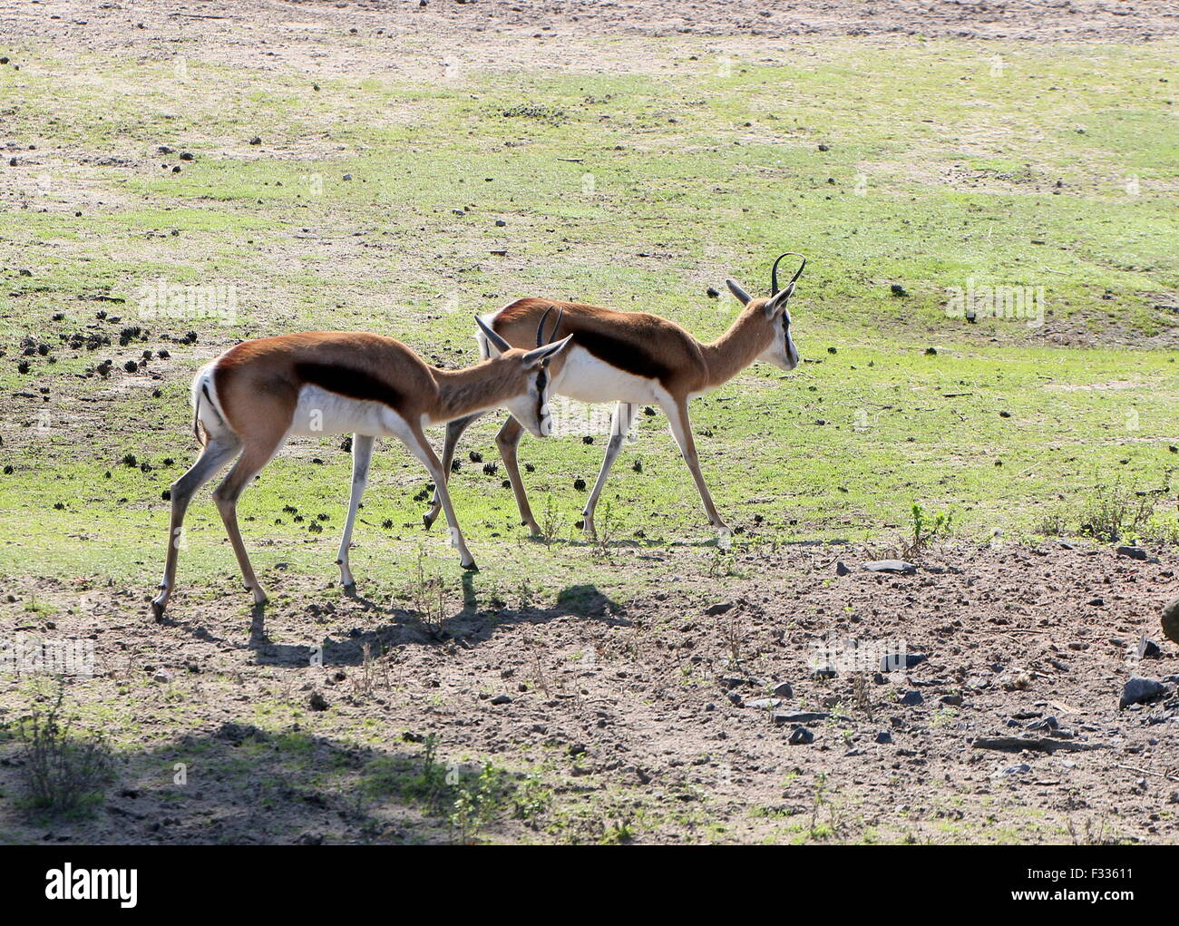 Two South African Springbok antelopes (Antidorcas marsupialis Stock ...