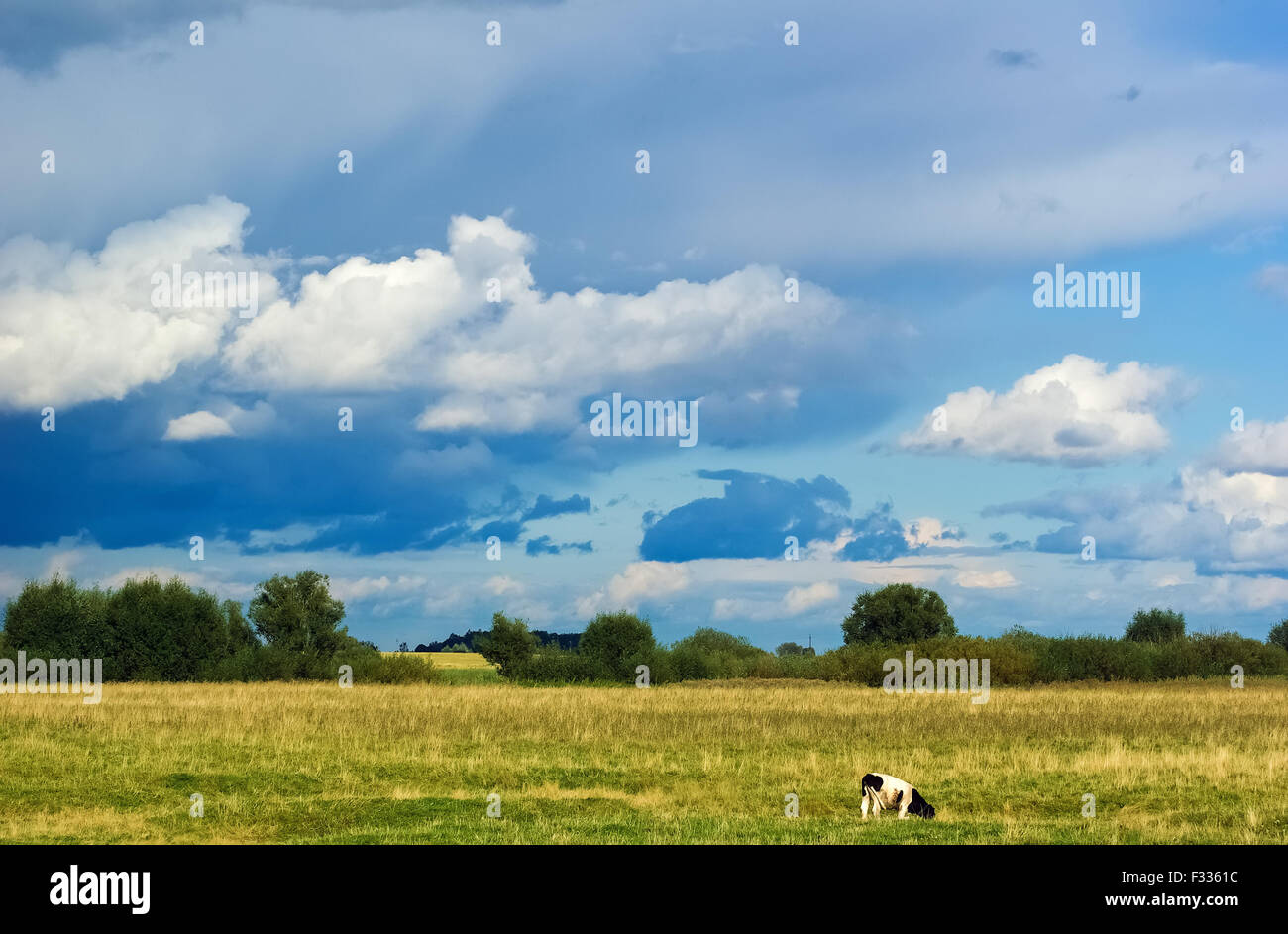 Rural landscape with a cow hi-res stock photography and images - Alamy