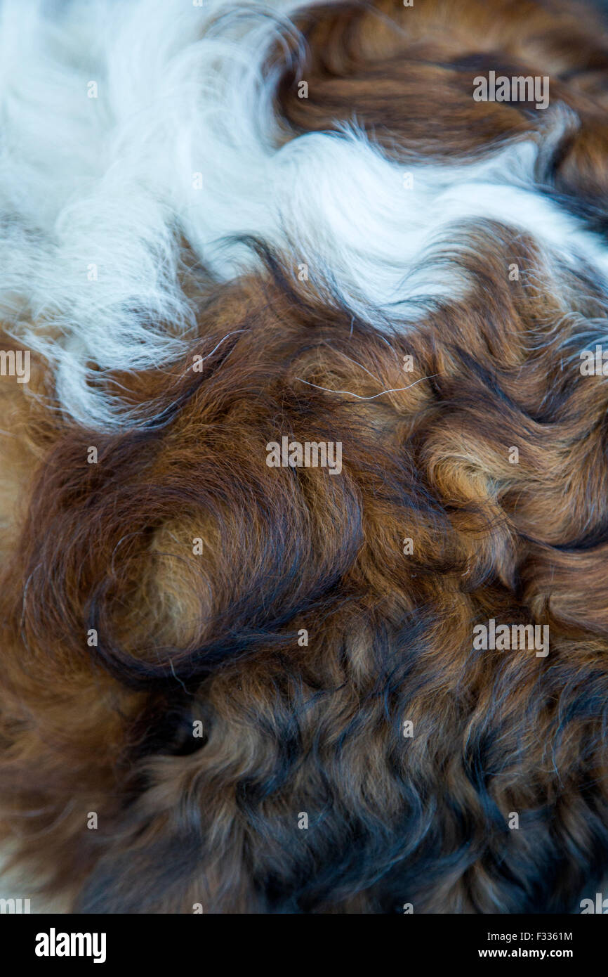 Soft hair dog hi-res stock photography and images - Alamy