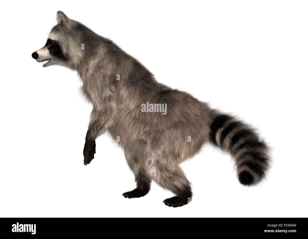 3D digital render of a raccoon isolated on white background Stock Photo ...