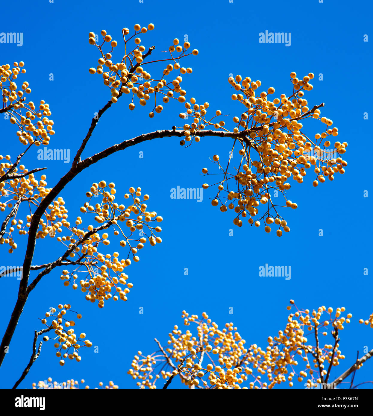 yellow flower in the tree plant morocco africa Stock Photo - Alamy