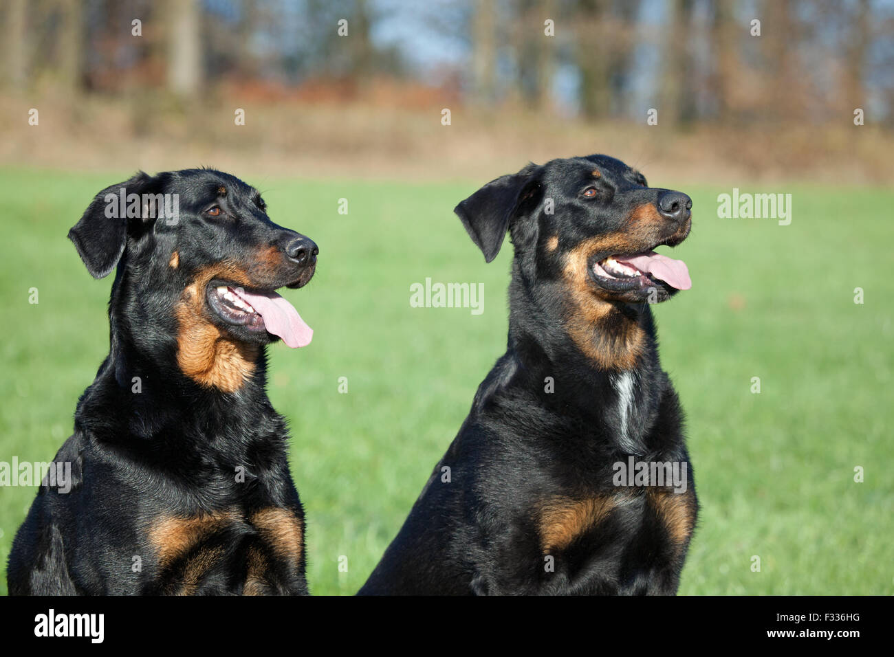 Two Beauceron dogs, sitting, portrait, Germany Stock Photo - Alamy
