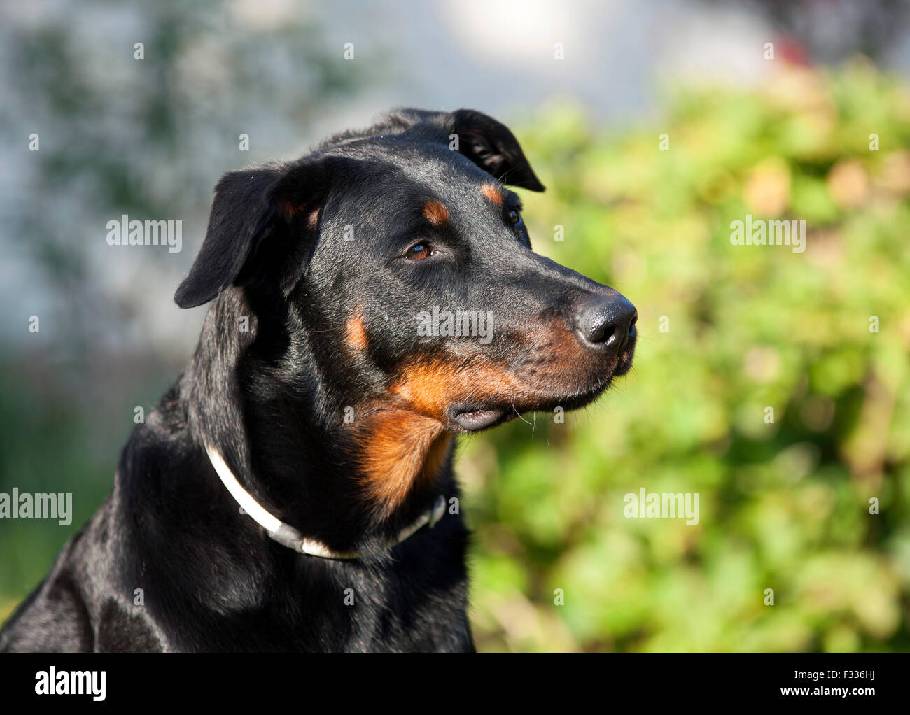 Beauceron dog hi-res stock photography and images - Alamy