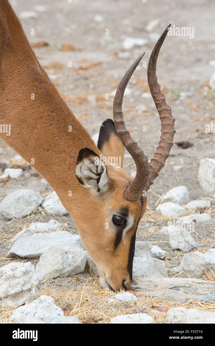 Impala eating hi-res stock photography and images - Alamy