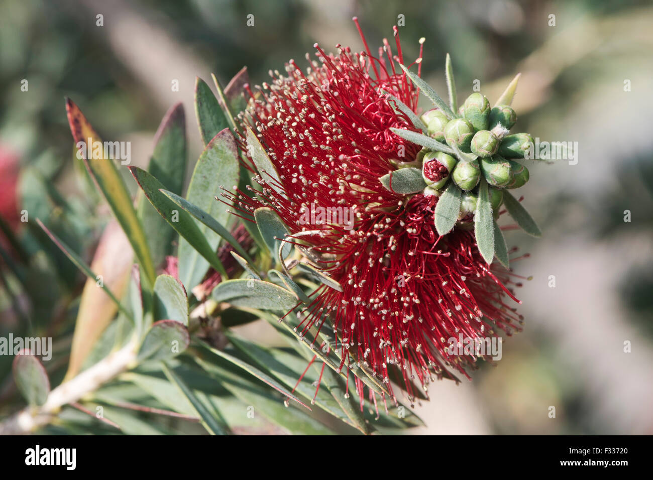 Bottlebrush (Callistemon sp.), prevalent in Australia Stock Photo - Alamy