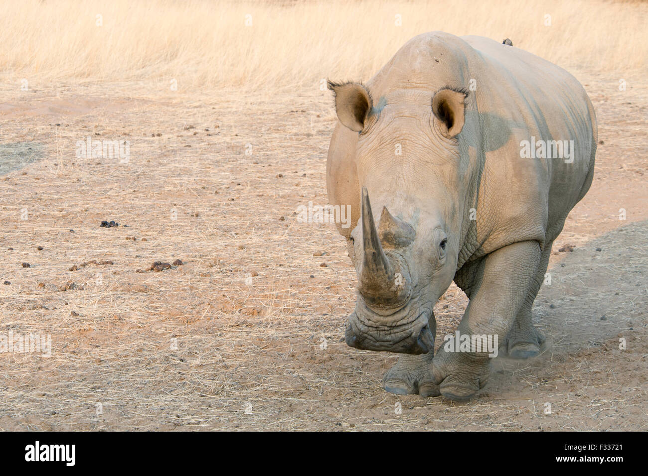 Full frontal view hi-res stock photography and images - Alamy
