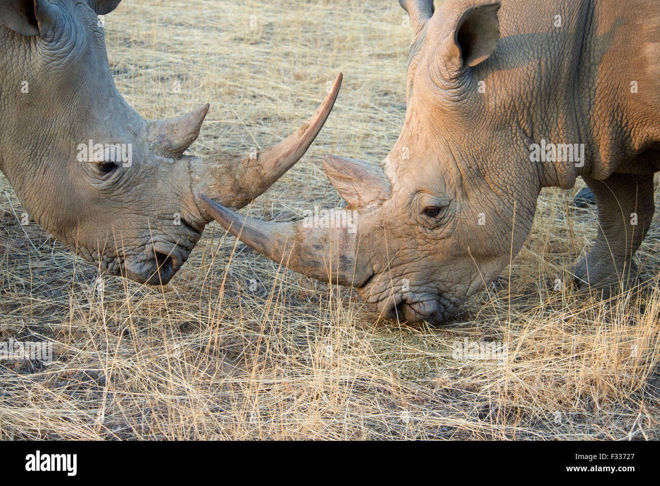 White rhinos (Ceratotherium simum), portrait, grazing, Okapuka Ranch ...