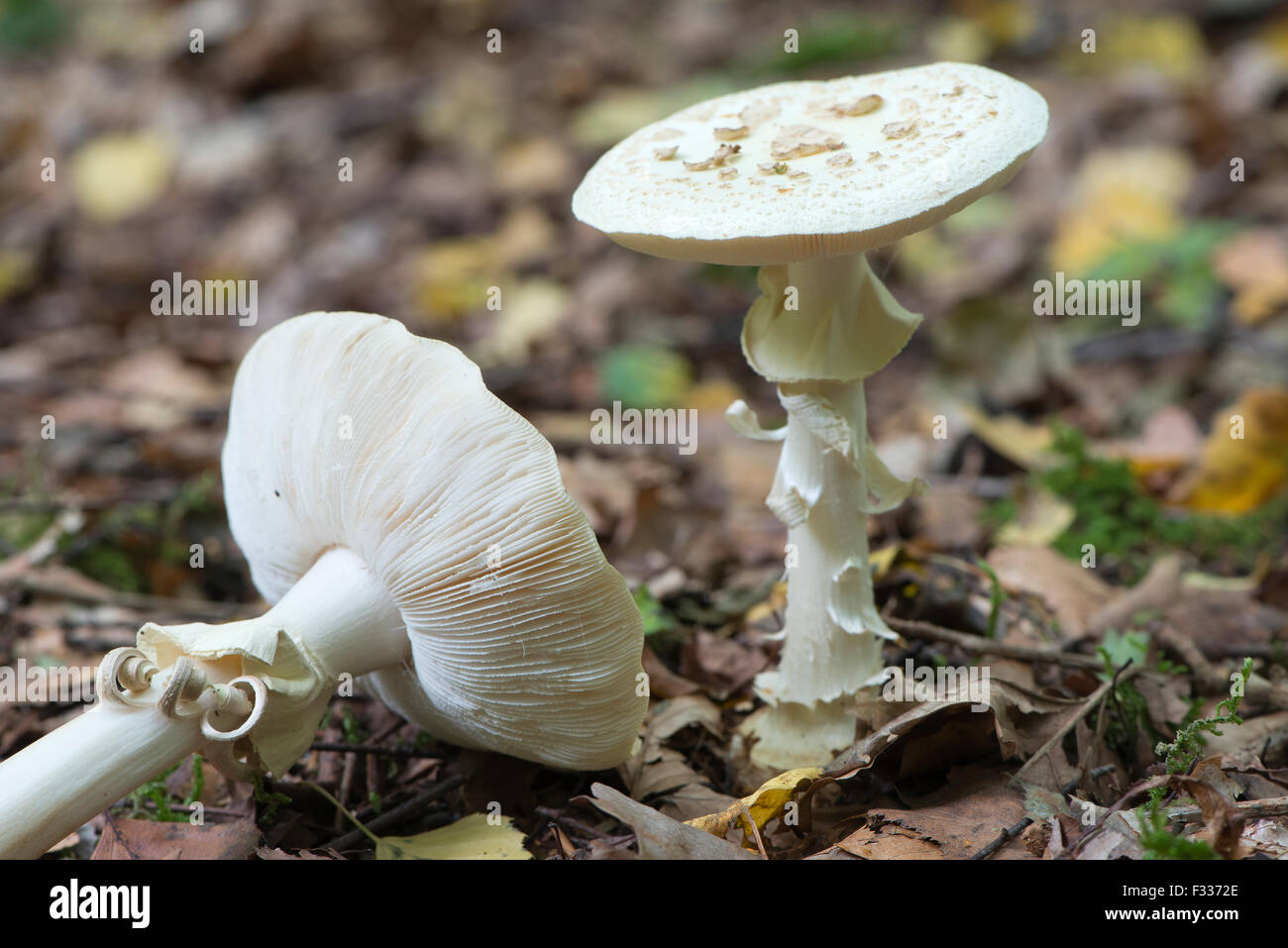 False death cap (Amanita citrina), Emsland, Lower Saxony, Germany Stock ...