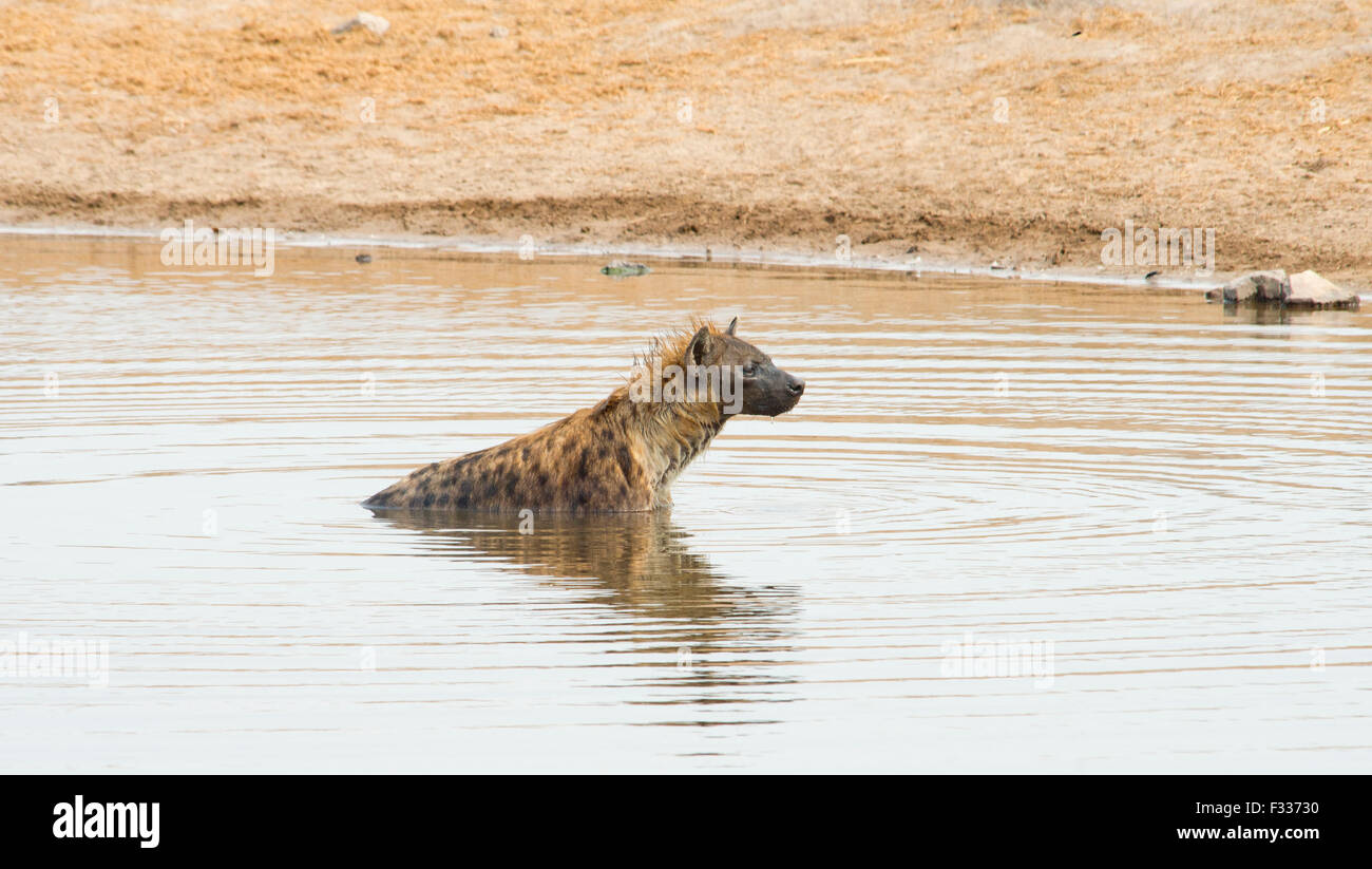 Spotted hyena (Crocuta crocuta) in the water, Etosha National Park ...