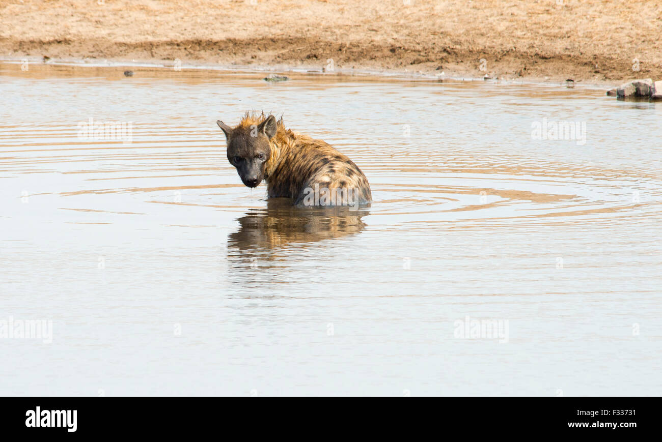 Spotted hyena (Crocuta crocuta) in the water, Etosha National Park ...