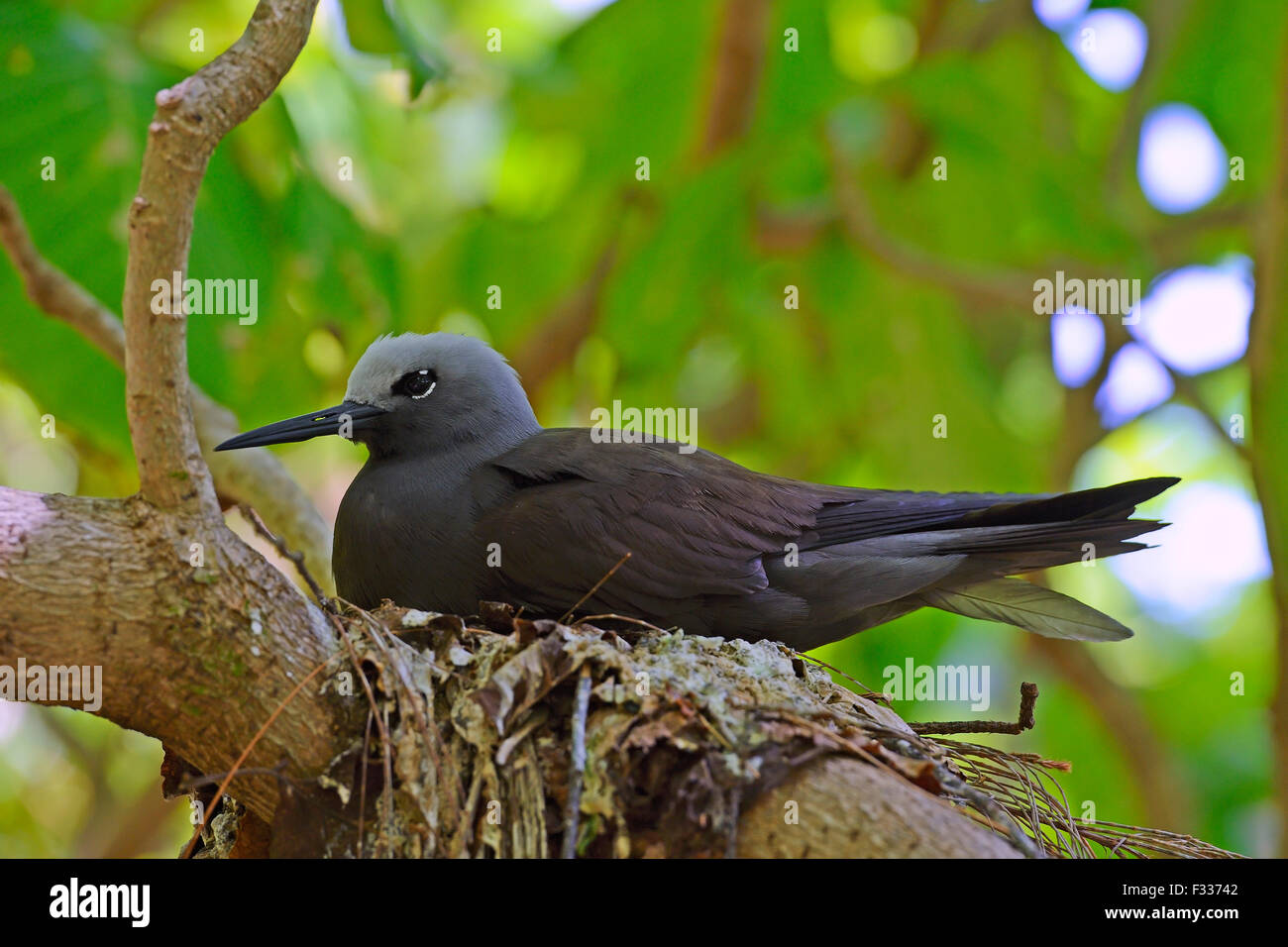 Lesser black noddy hi-res stock photography and images - Alamy