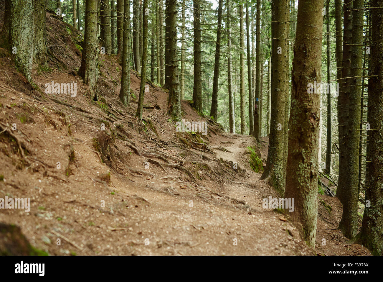 Mountain trail through an old fir forest Stock Photo - Alamy