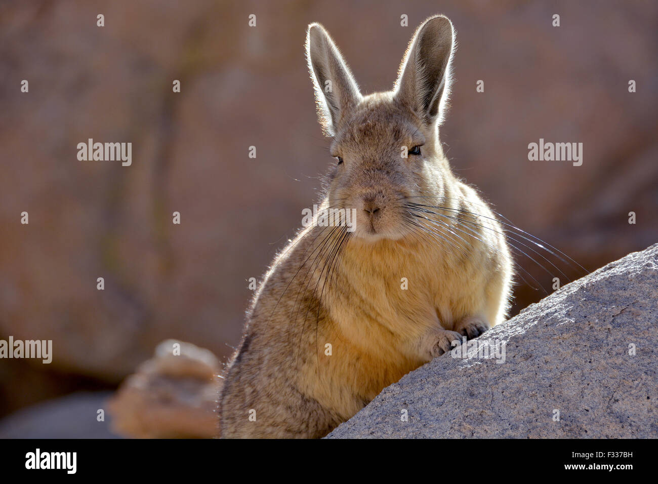 Southern viscacha (Lagidium viscacia) leaning against a rock, backlit ...