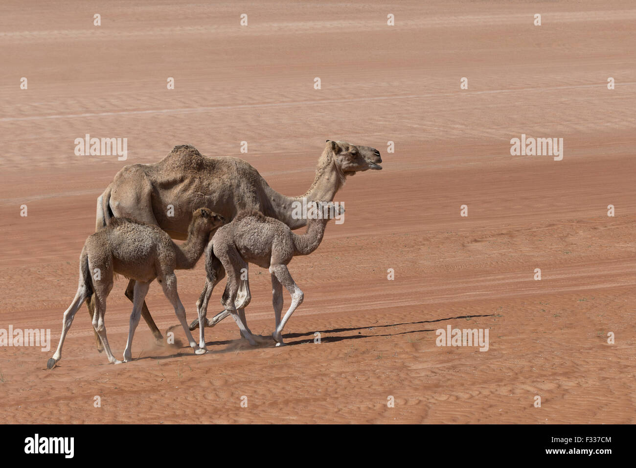 Dromedary (Camelus dromedarius), with young animals, in the desert ...
