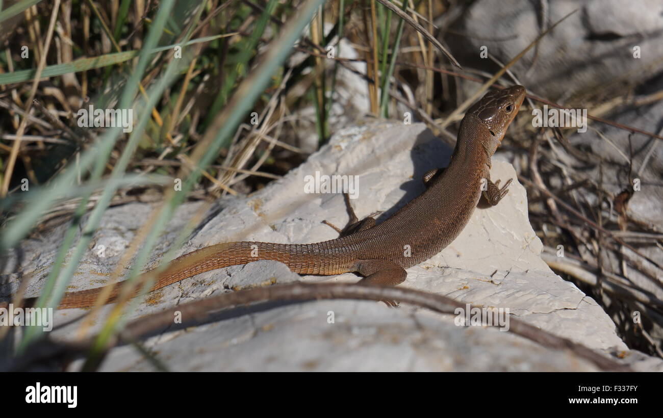 Little lizard sunbathing on a rock Stock Photo - Alamy