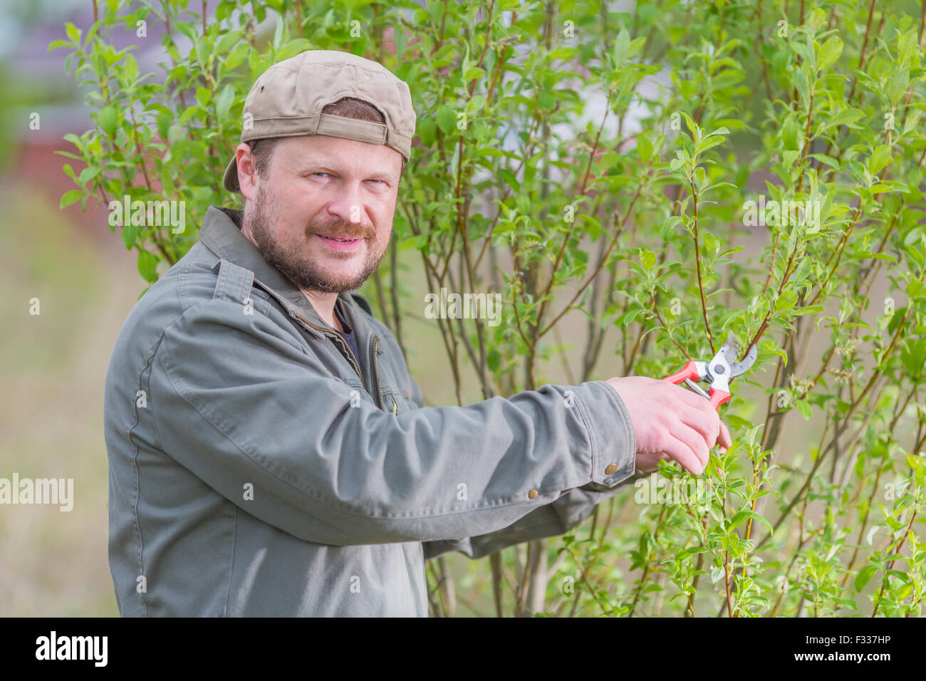 Gardener man pruning the tree in his garden Stock Photo - Alamy