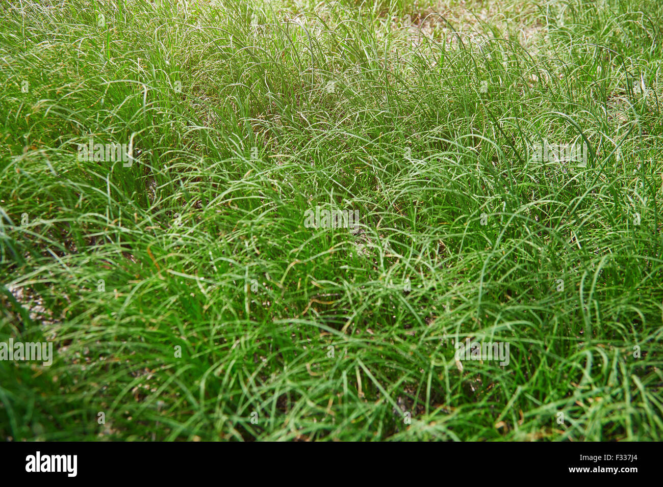 Close-up texture background of the grass on a ground Stock Photo - Alamy
