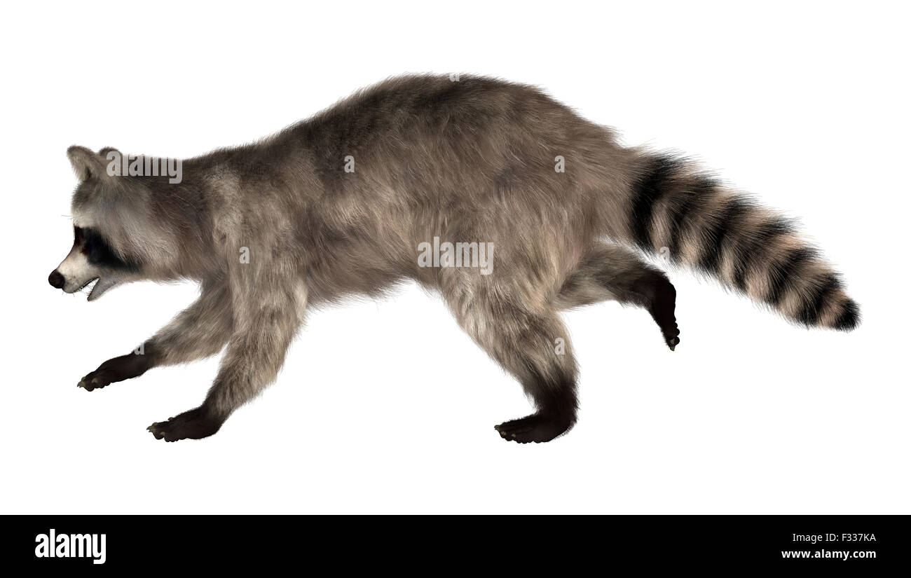 3D digital render of a raccoon isolated on white background Stock Photo ...