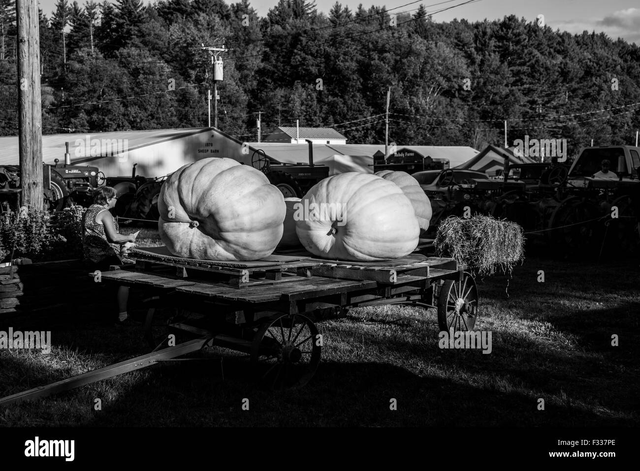 Cummington Fair opens every August, a town in Hampshire County ...