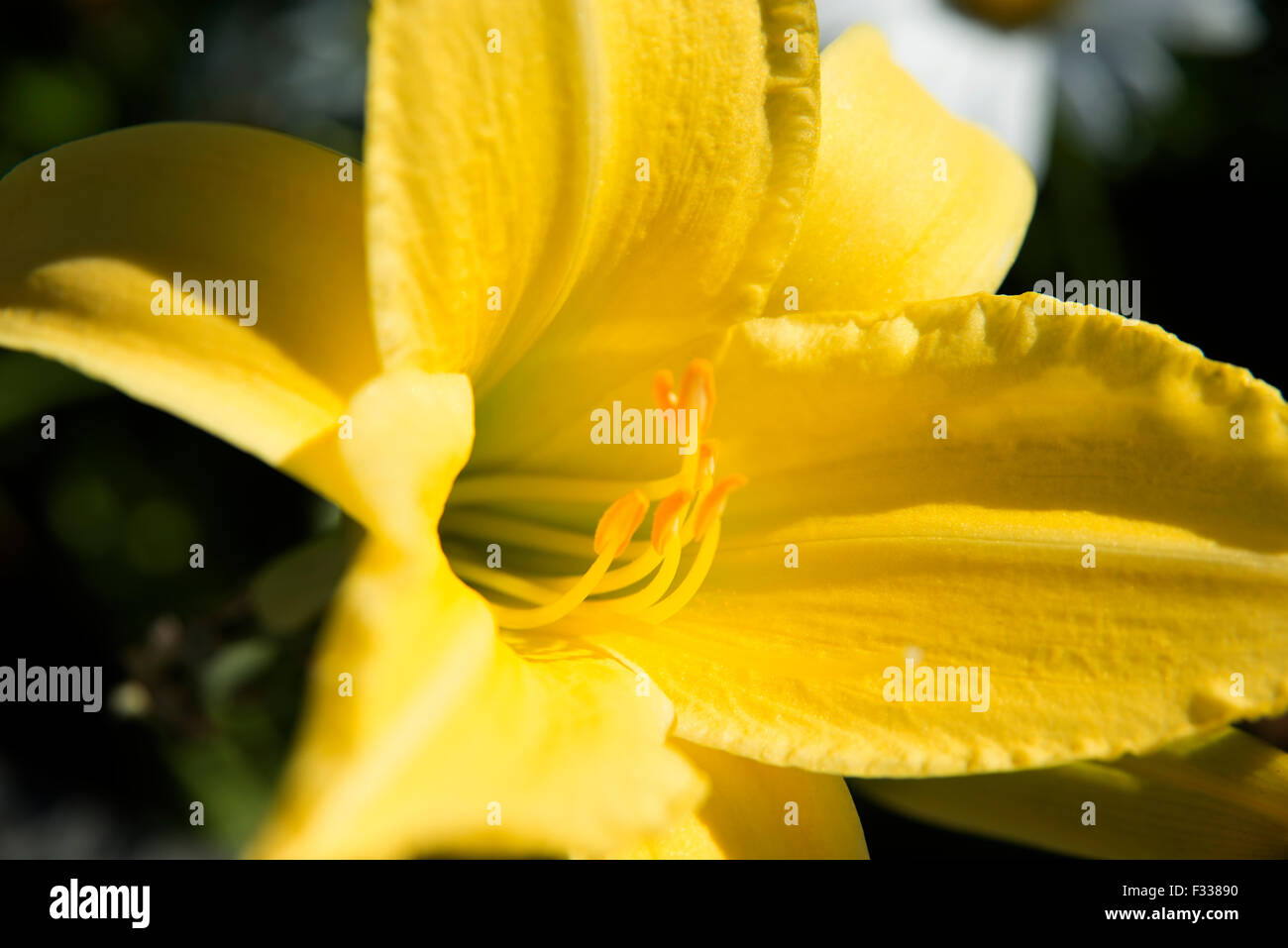 Stockbridge Mass. Berkshire County, summer flowers Stock Photo - Alamy