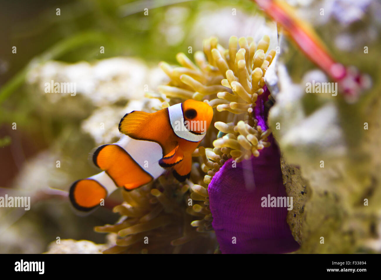 Clownfish tank hi-res stock photography and images - Alamy