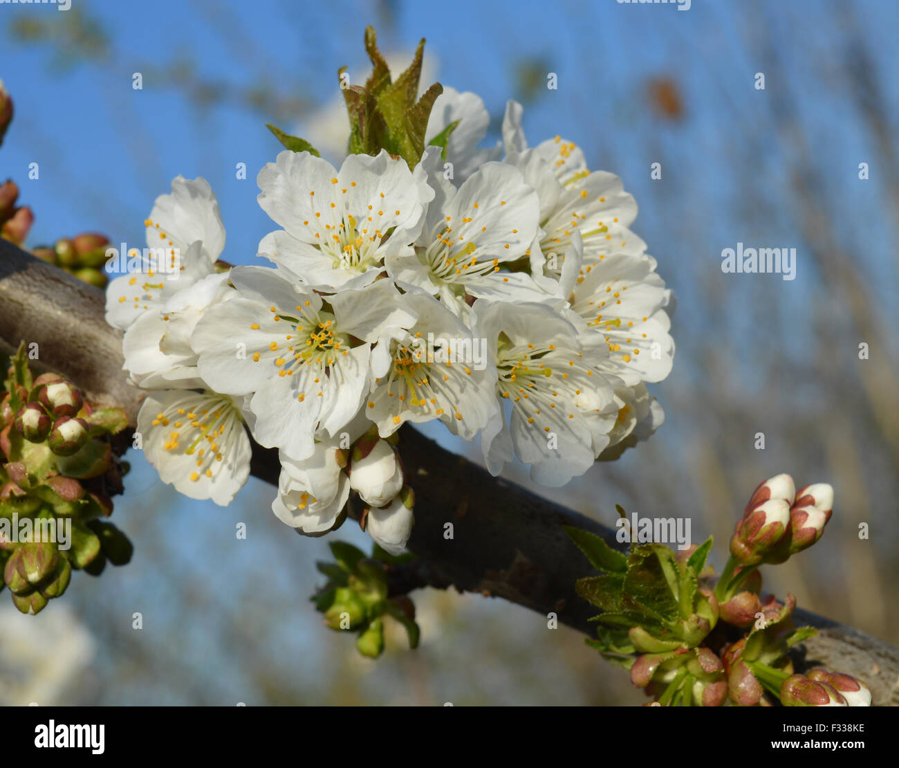Spring white flowers Stock Photo - Alamy