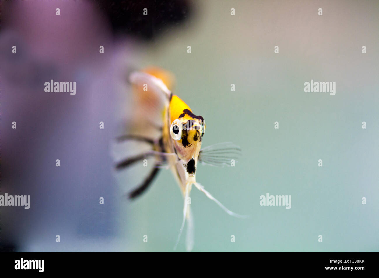 Freshwater angelfish hi-res stock photography and images - Alamy