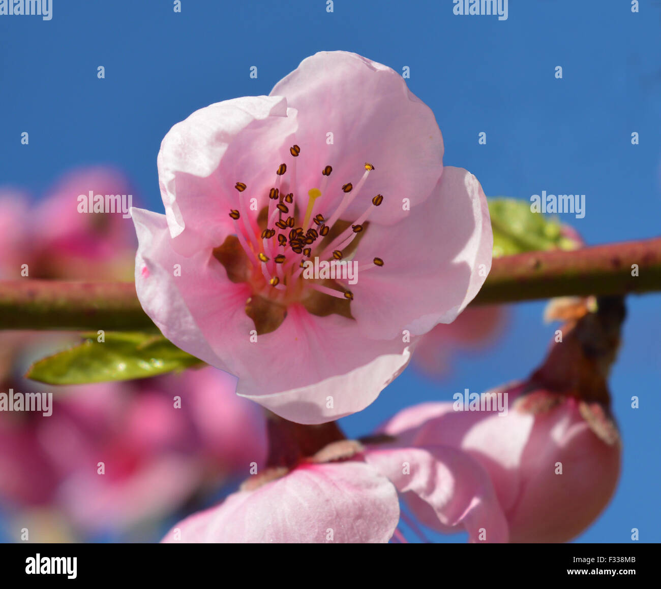 Spring pink flowers on blue background Stock Photo - Alamy