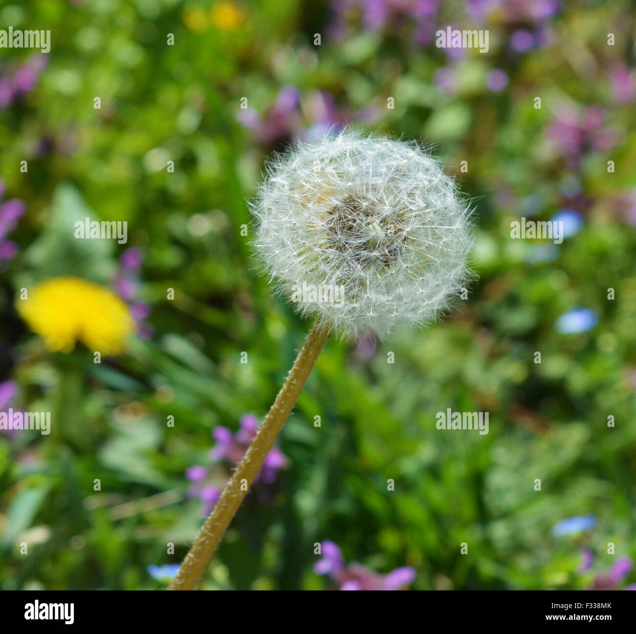 Dandelion in colorful meadow background Stock Photo - Alamy