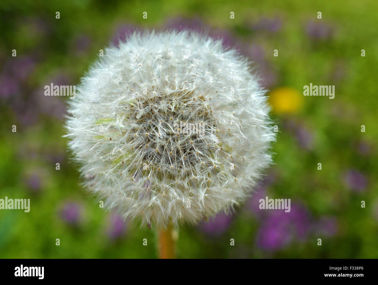 Dandelion in colorful meadow background Stock Photo - Alamy