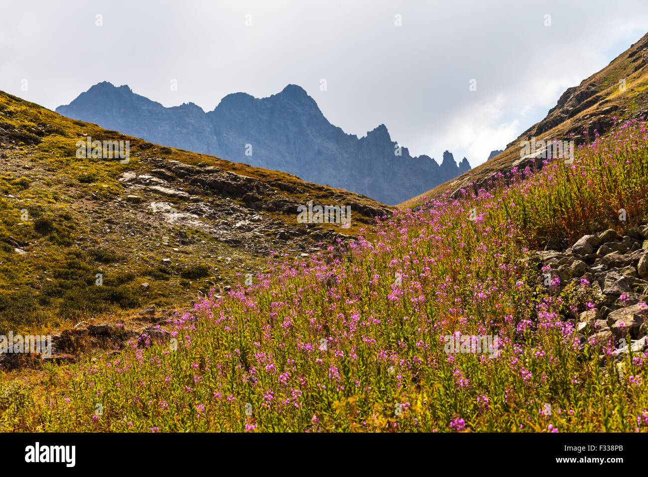 Blue mountain comb hi-res stock photography and images - Alamy