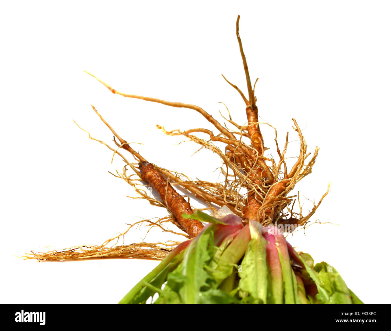 Dandelion with roots Stock Photo - Alamy