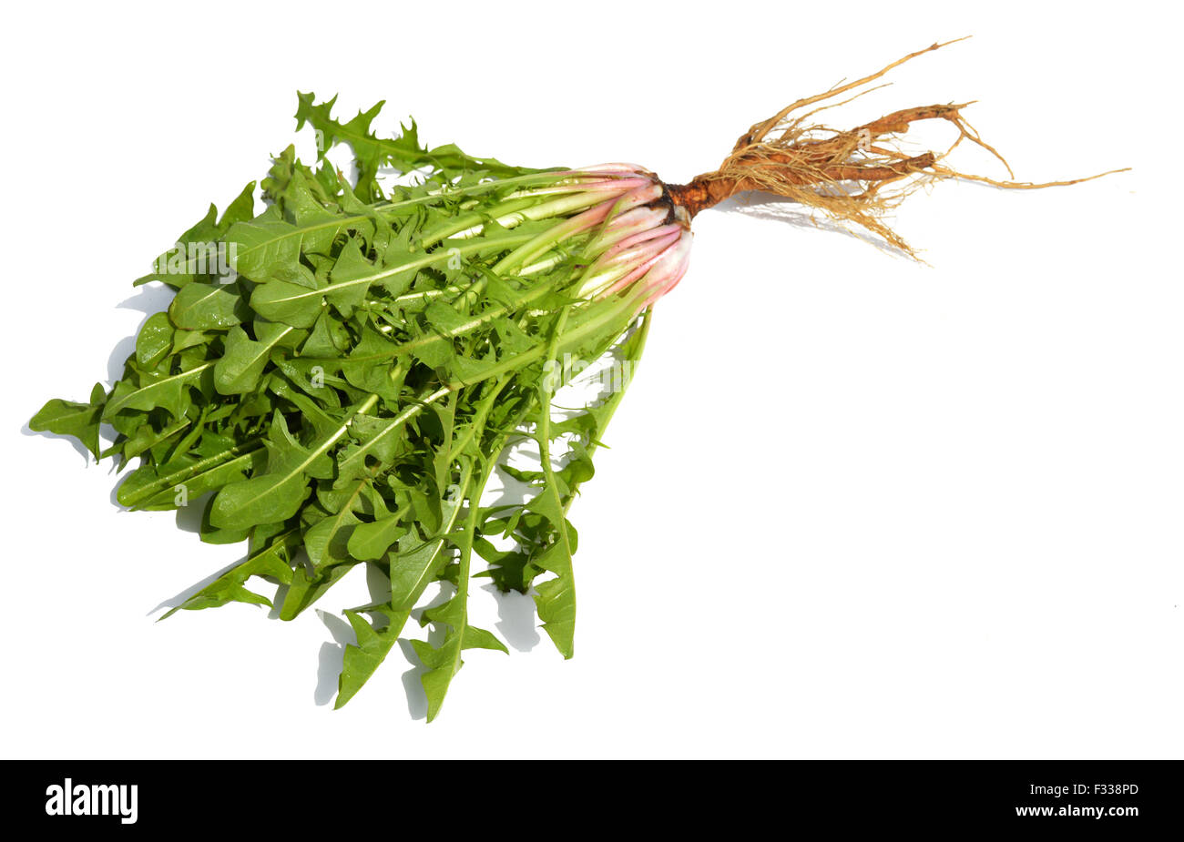 Dandelion with the leaves and root Stock Photo - Alamy