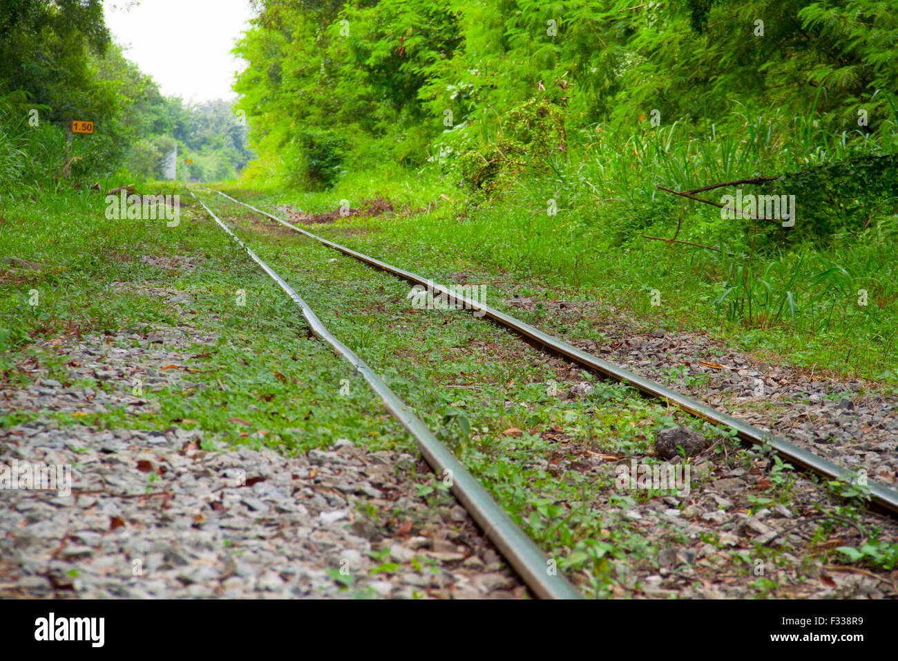 Deeper forest hi-res stock photography and images - Alamy