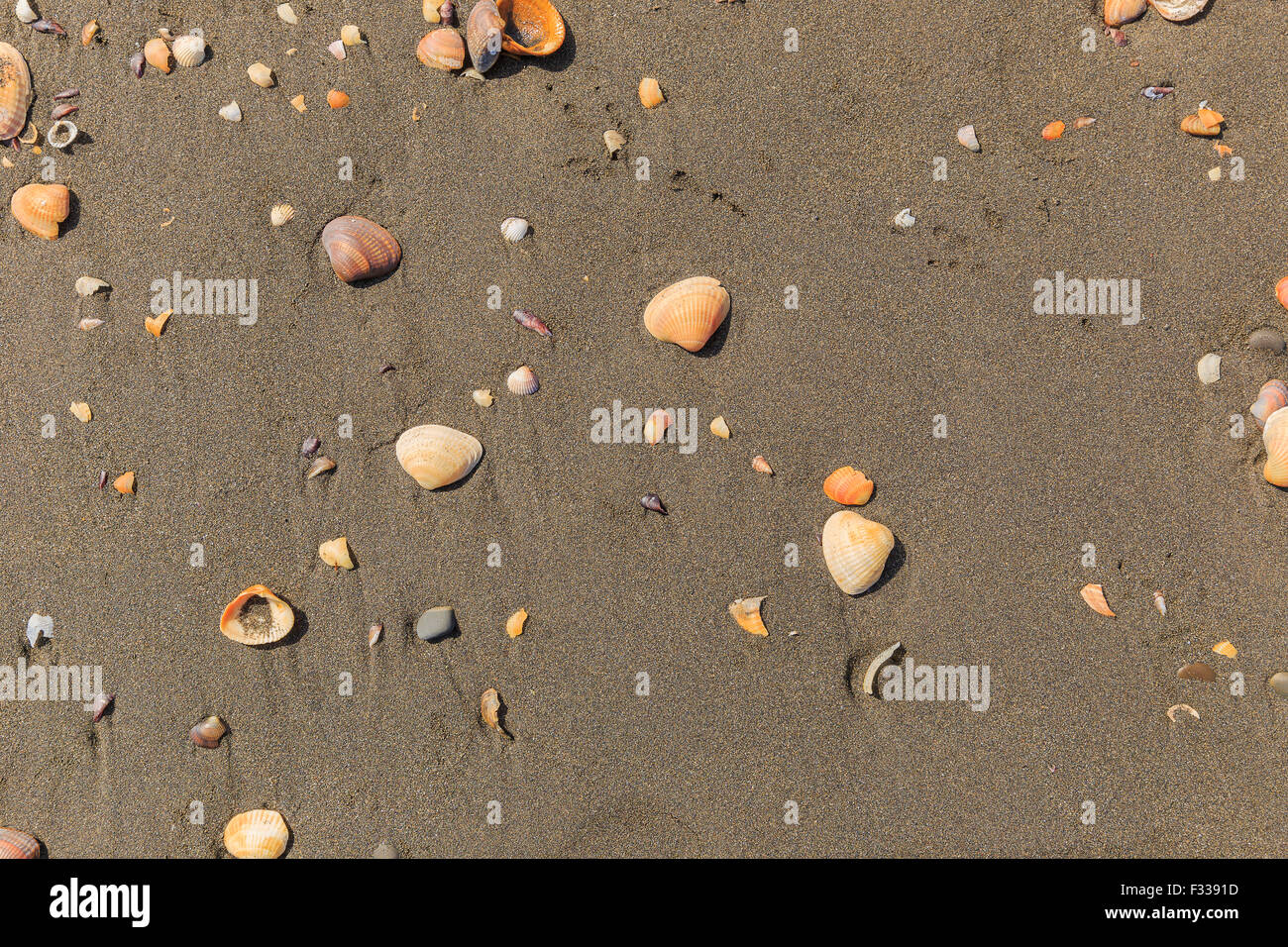 Beach sand with shells Stock Photo - Alamy