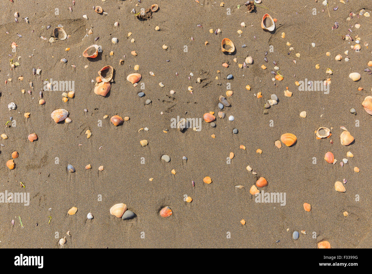 Beach sand with shells Stock Photo - Alamy