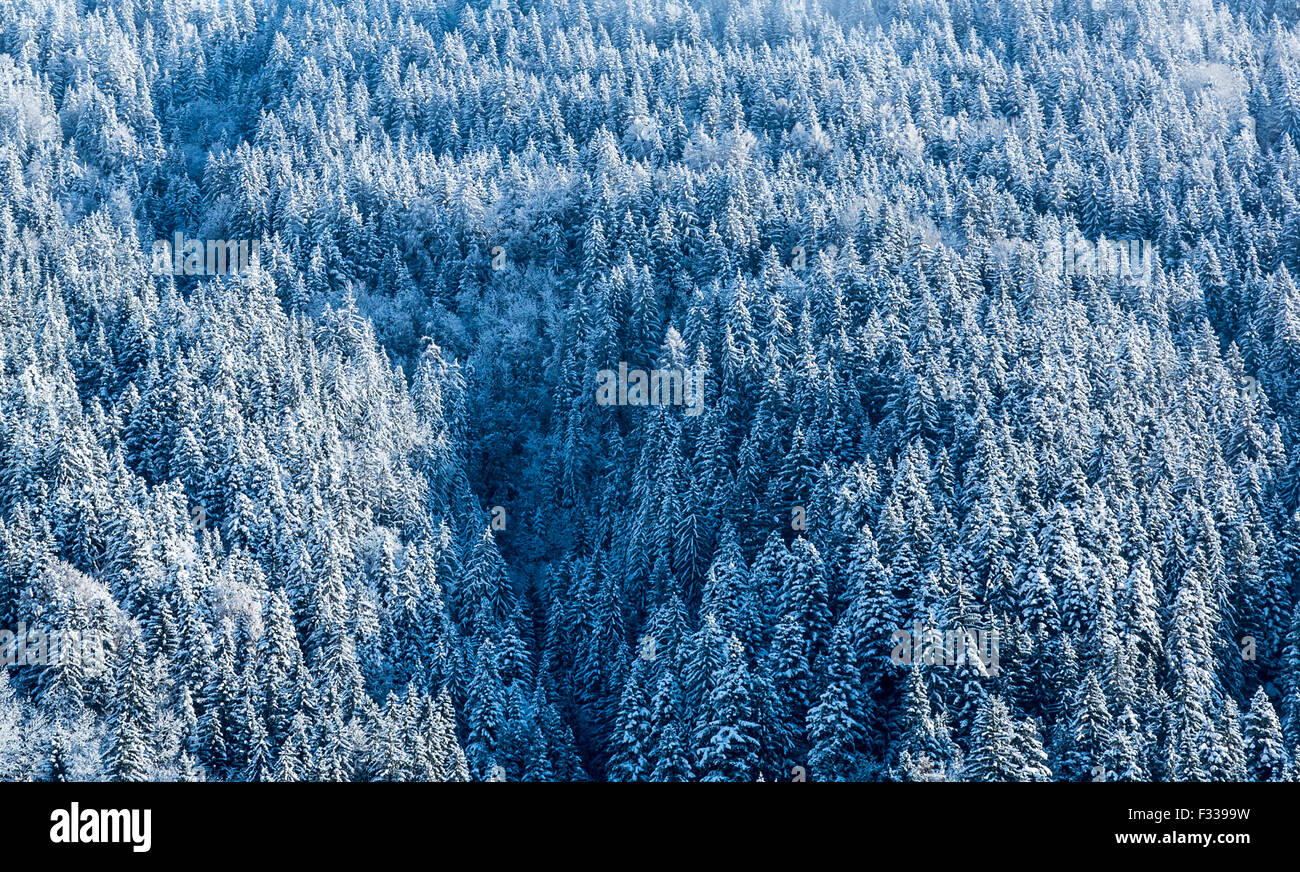 Frozen forest detail hi-res stock photography and images - Alamy